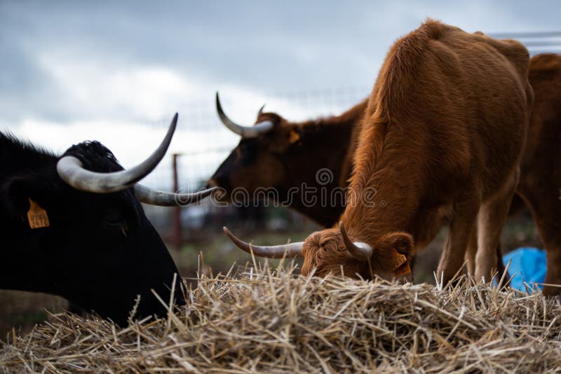 Spanish brave cow stock photo. Image of grazing, wildlife - 295482244