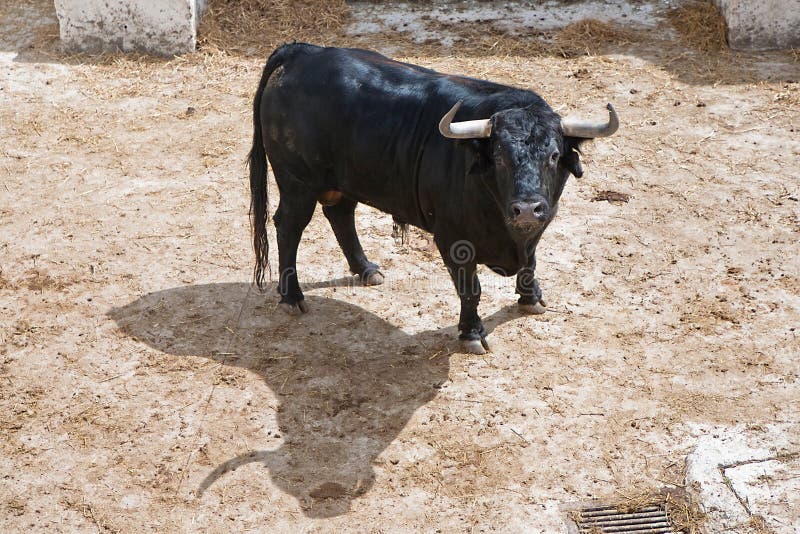 Spanish Brave Fight Bull in the Stable Stock Photo - Image of tradition ...