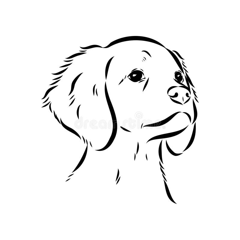 Spanish Breton Dog Breton Epagnole Dog, Vector Sketch Stock ...