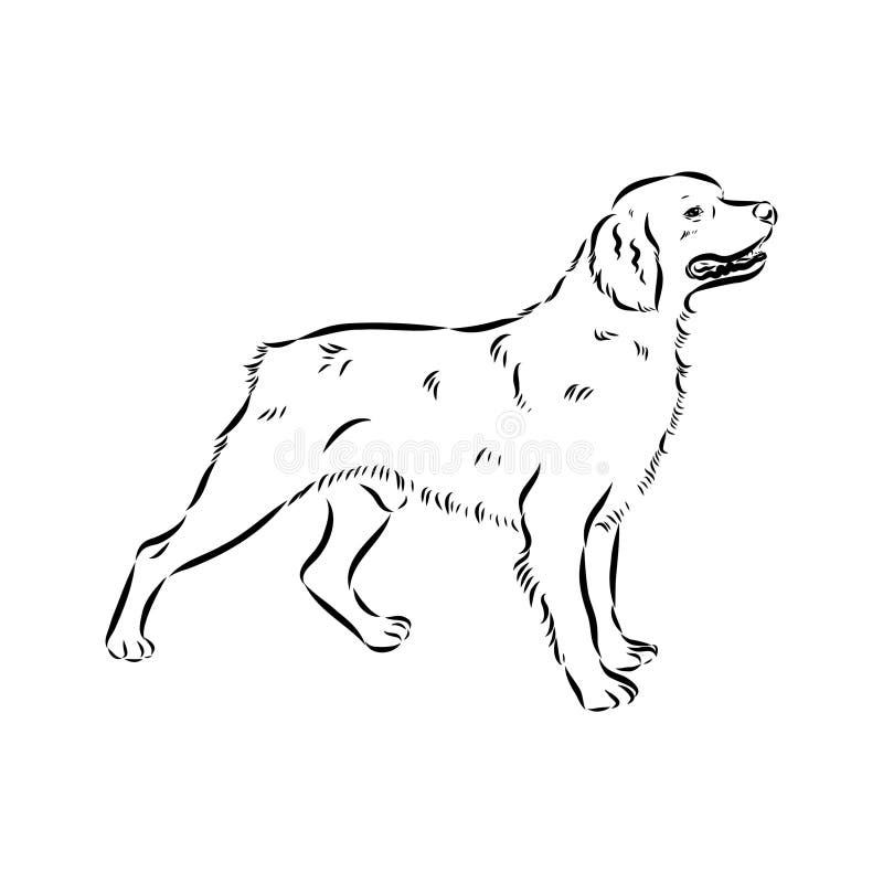 Spanish Breton Dog Breton Epagnole Dog, Vector Sketch Stock ...