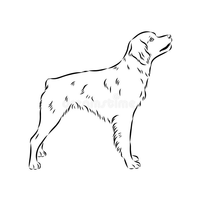 Spanish Breton Dog Breton Epagnole Dog, Vector Sketch Stock Vector ...