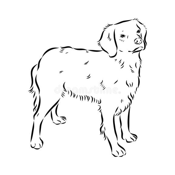 Spanish Breton Dog Breton Epagnole Dog, Vector Sketch Stock Vector ...