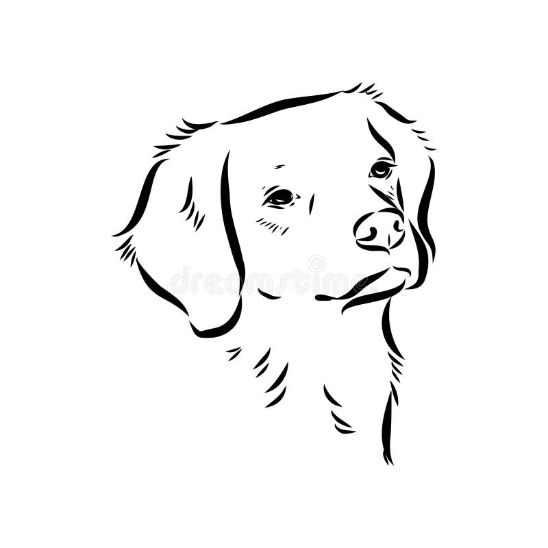 Spanish Breton Dog Breton Epagnole Dog, Vector Sketch Stock Vector ...