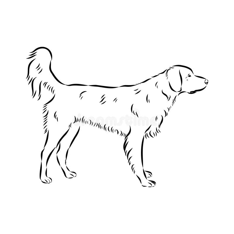Spanish Breton Dog Breton Epagnole Dog, Vector Sketch Stock ...