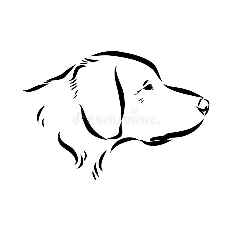 Spanish Breton Dog Breton Epagnole Dog, Vector Sketch Stock Vector ...