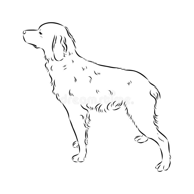 Spanish Breton Dog Breton Epagnole Dog, Vector Sketch Stock Vector ...