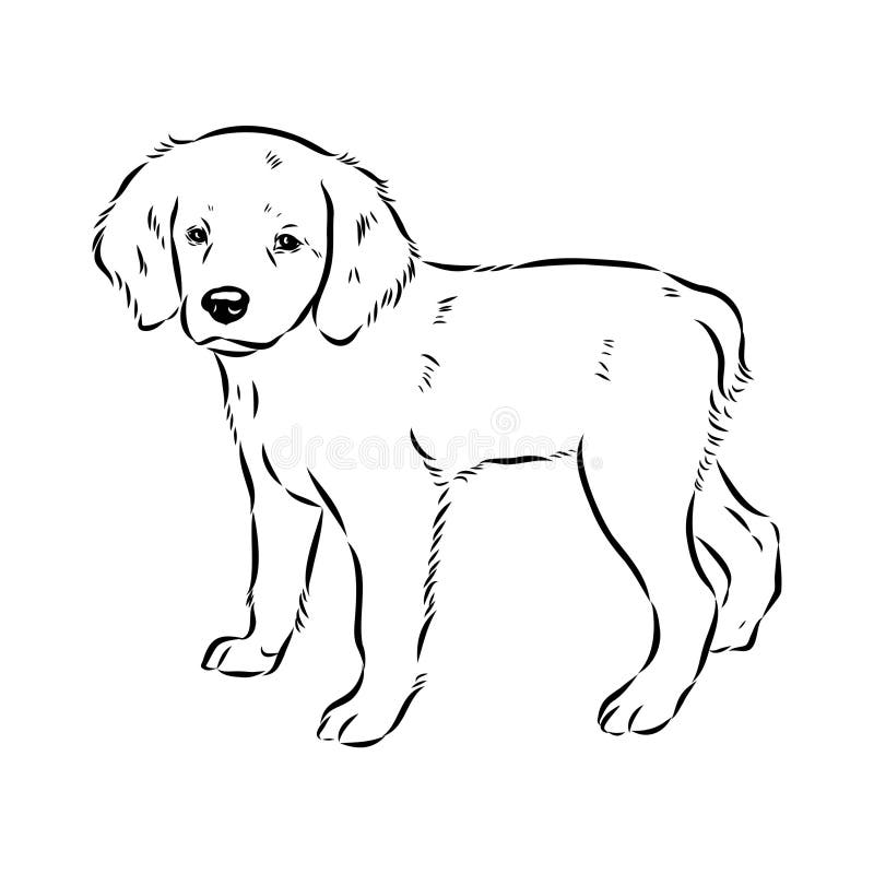 Spanish Breton Dog Breton Epagnole Dog, Vector Sketch Stock Vector ...