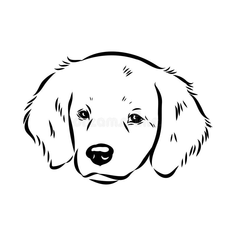 Spanish Breton Dog Breton Epagnole Dog, Vector Sketch Stock Vector ...