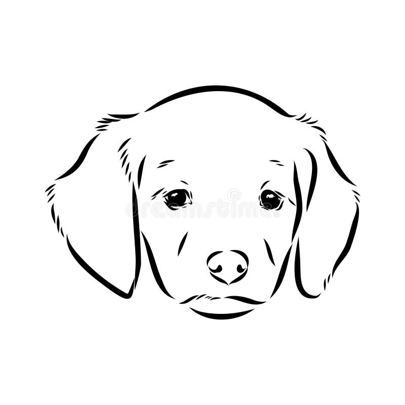 Spanish Breton Dog Breton Epagnole Dog, Vector Sketch Stock ...
