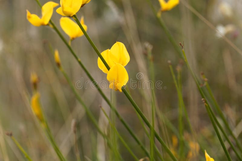 Spanish Broom Spartium Junceum Stock Image - Image of bush, legume ...