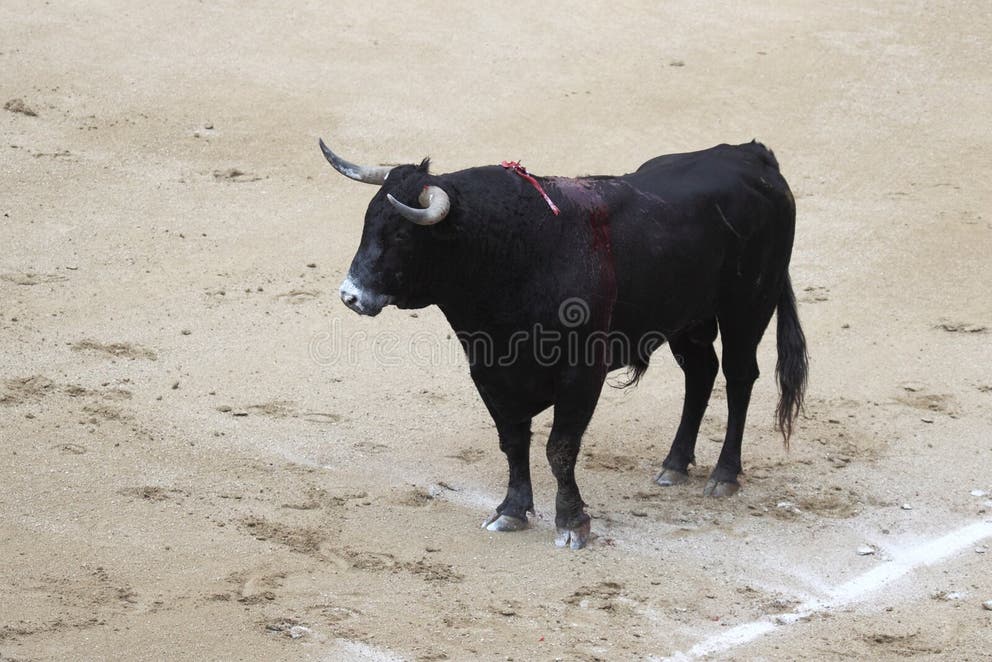 Spanish Bull stock image. Image of cruel, fight, dangerous - 50823385