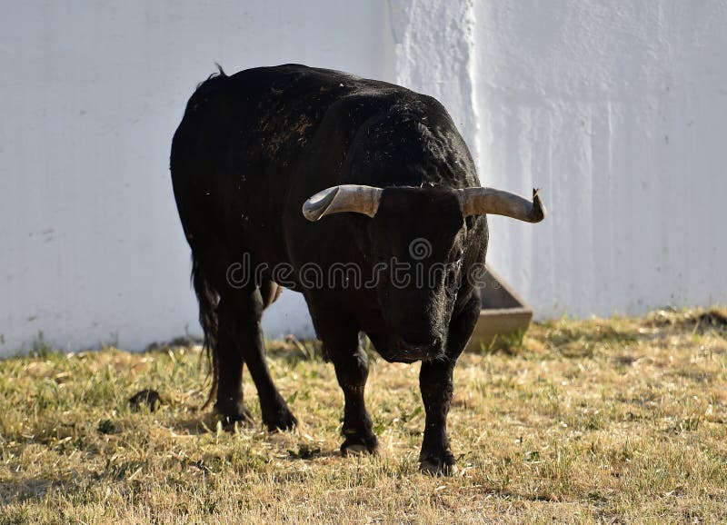 Spanish Bull with Big Horns in a Bull Farm Stock Photo - Image of ...