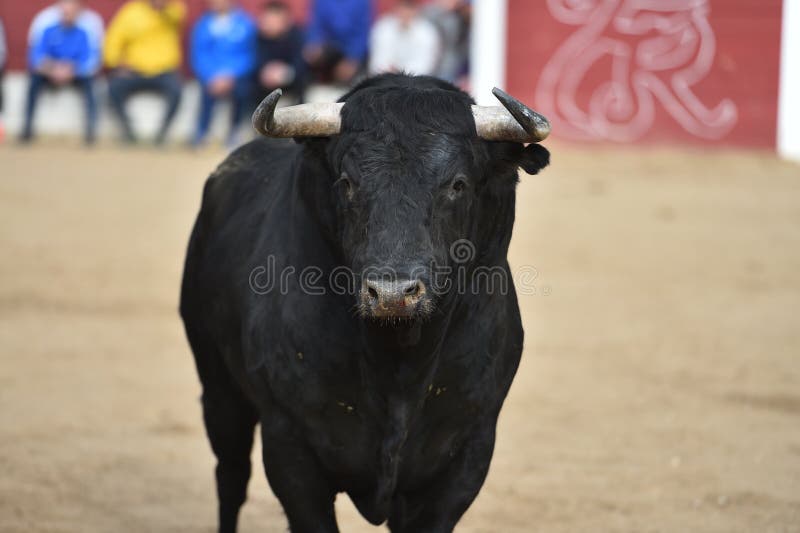 Spanish bull stock image. Image of tradition, bullfighting - 116580295