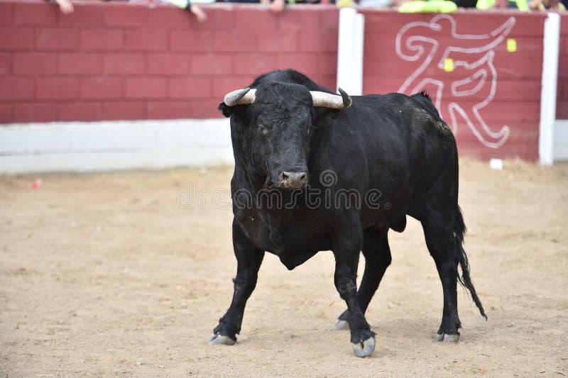 Spanish bull stock image. Image of fear, bravery, bullfighting - 116580845