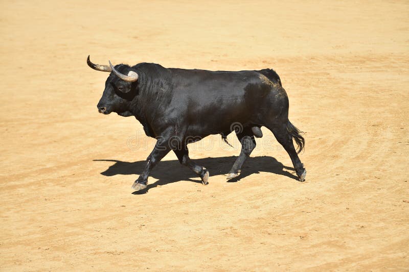 Spanish Bull Running in the Bullring Arena Stock Image - Image of ...