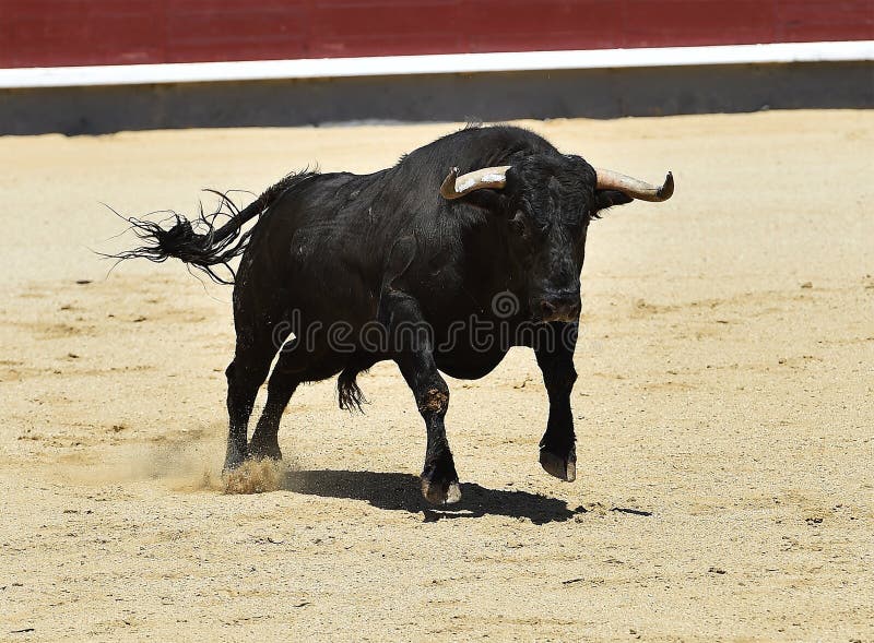 Spanish bull stock image. Image of animal, tradition - 124483061