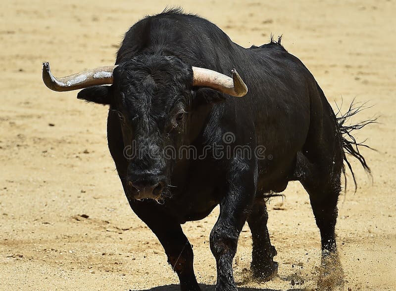 Spanish bull stock image. Image of tradition, wild, ferocious - 124484423