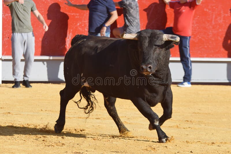 Spanish bull stock image. Image of danger, spanish, bull - 133281559