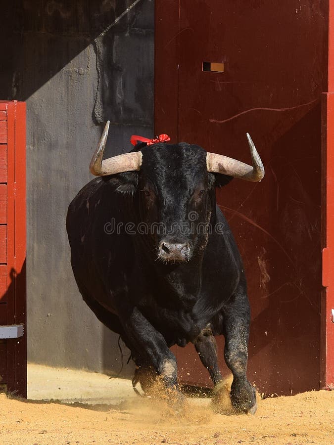 Bull stock photo. Image of bull, traditional, bullfighter - 131269266