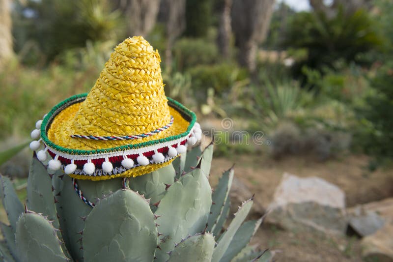 Spanish cactus with hat stock photo. Image of dressed - 102363902