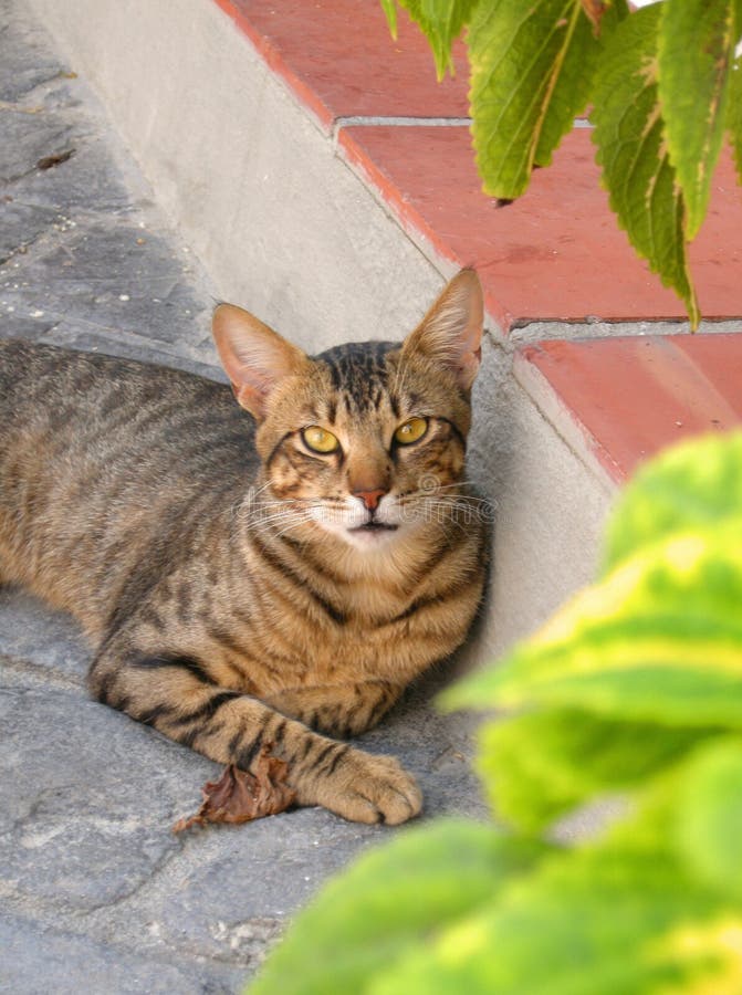 Spanish Cat stock image. Image of eyes, tabby, shade - 91775577