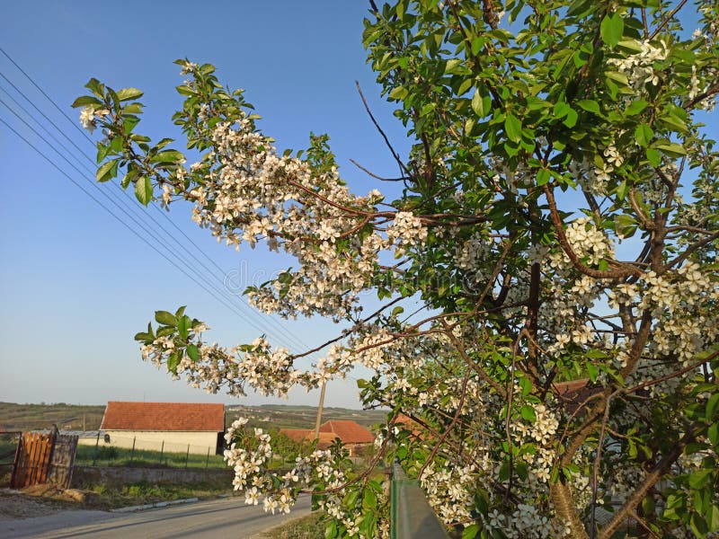 Spanish Cherry on Afternoon Light Stock Photo - Image of fruit, shrub ...