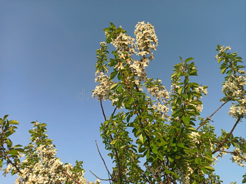 Spanish Cherry on Afternoon Light Stock Image - Image of blossom, plant ...