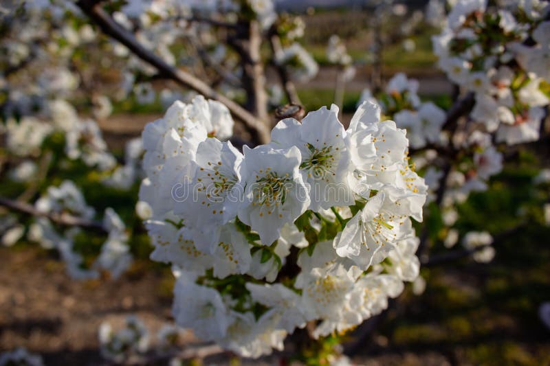 Spanish Cherry Closeup View Stock Image - Image of spring, garden ...