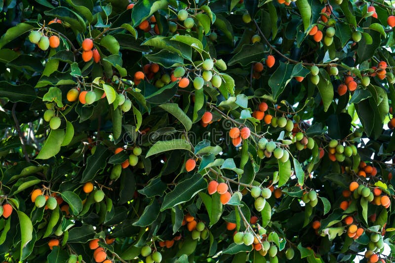 Pikul Tree Stock Photos - Free & Royalty-Free Stock Photos from Dreamstime