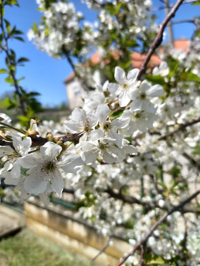 Spanish Cherry Closeup View Stock Image - Image of closeup, blossom ...