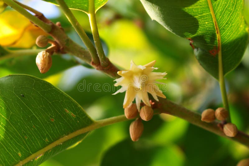 Spanish cherry flower stock image. Image of green, bullet - 48445831