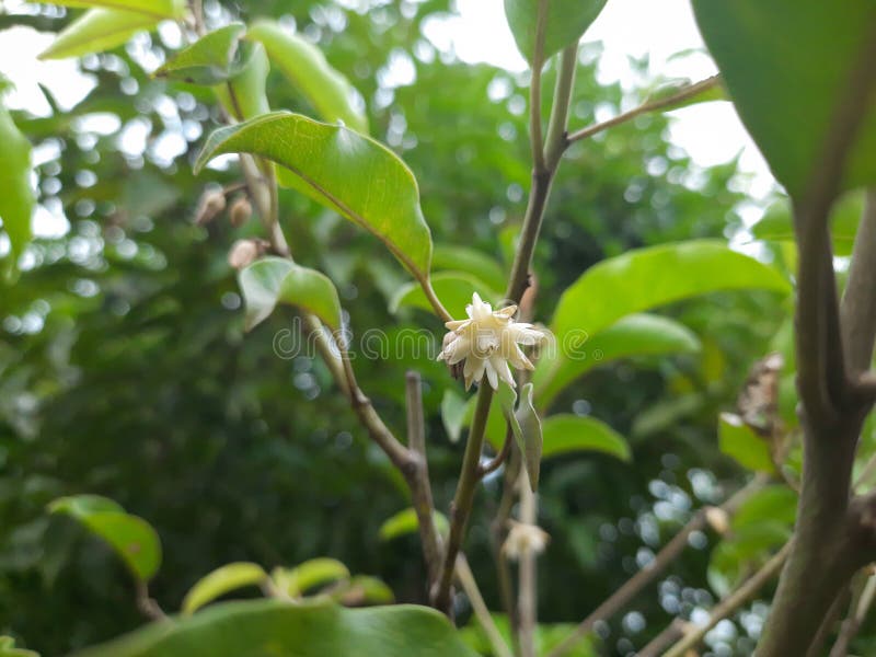 Spanish Cherry Flower, Mimusops Elengi Flower, White Spanish Cherry ...