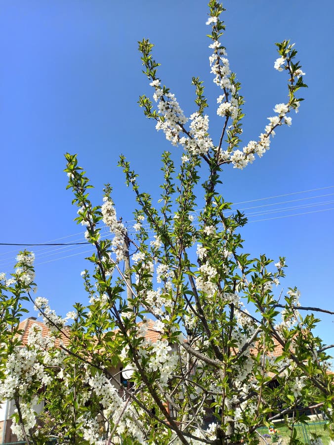 Spanish cherry wider angle stock photo. Image of produce - 179867054