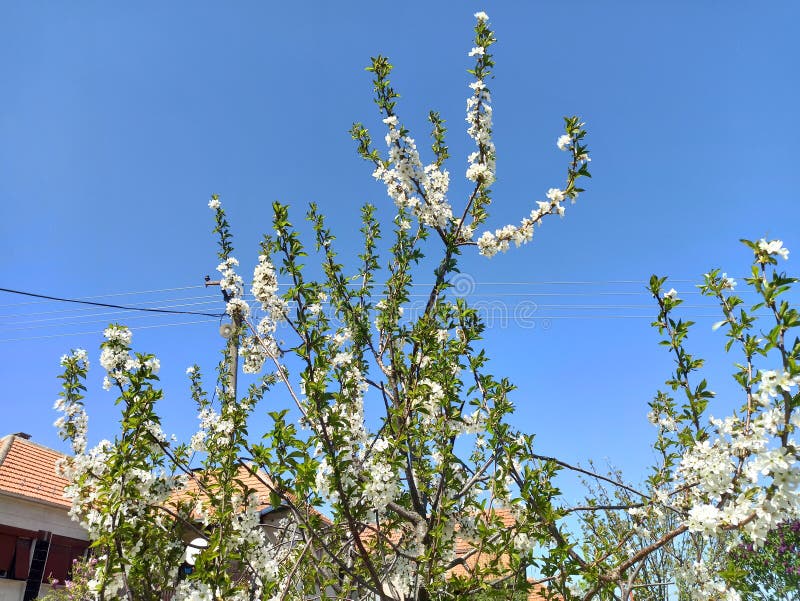 524 Spanish Cherry Flower Stock Photos - Free & Royalty-Free Stock ...
