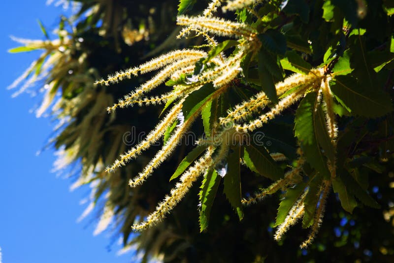 Blossoming Spanish Chestnut Tree Stock Image - Image of foliage ...