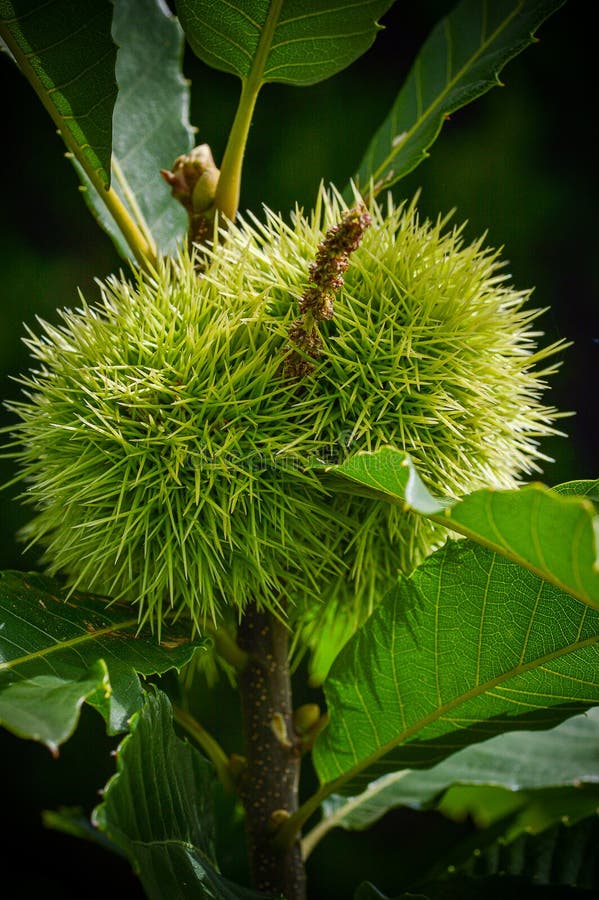 Spanish Chestnut . stock image. Image of spiky, chestnut - 308271847