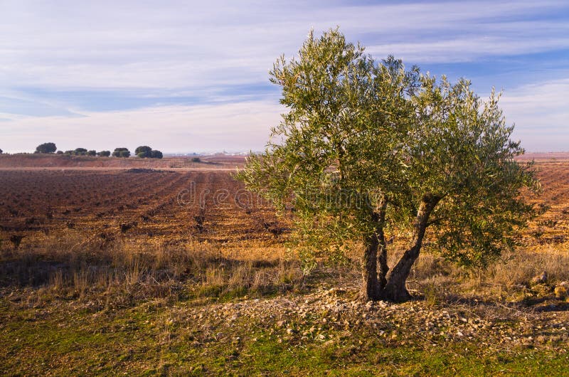 Spanish Countryside stock image. Image of spain, mota - 23687707