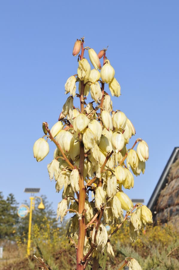 The Spanish Dagger of Blossom Stock Photo - Image of colour, blossom ...
