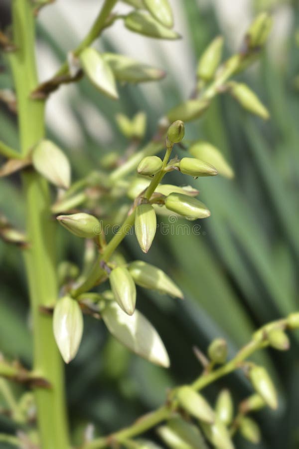 Spanish dagger stock photo. Image of lords, green, lily - 203794942