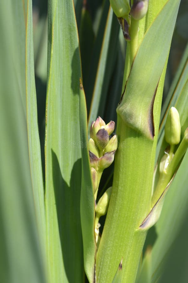 Spanish dagger stock image. Image of mound, buds, flower - 287961685
