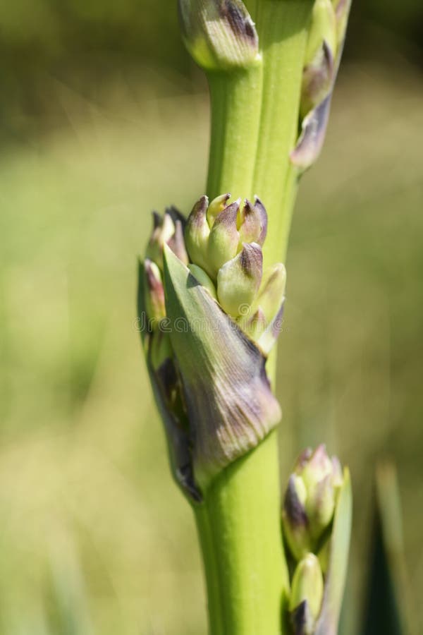 Spanish dagger stock photo. Image of nature, candlestick - 306775324
