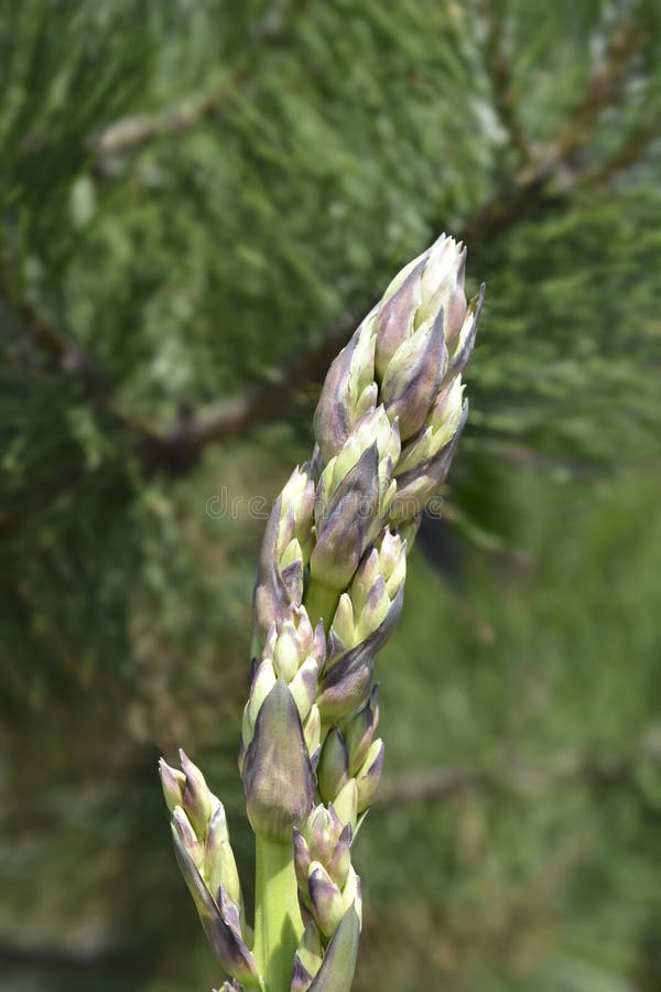 Spanish dagger stock photo. Image of candle, islands - 334093122