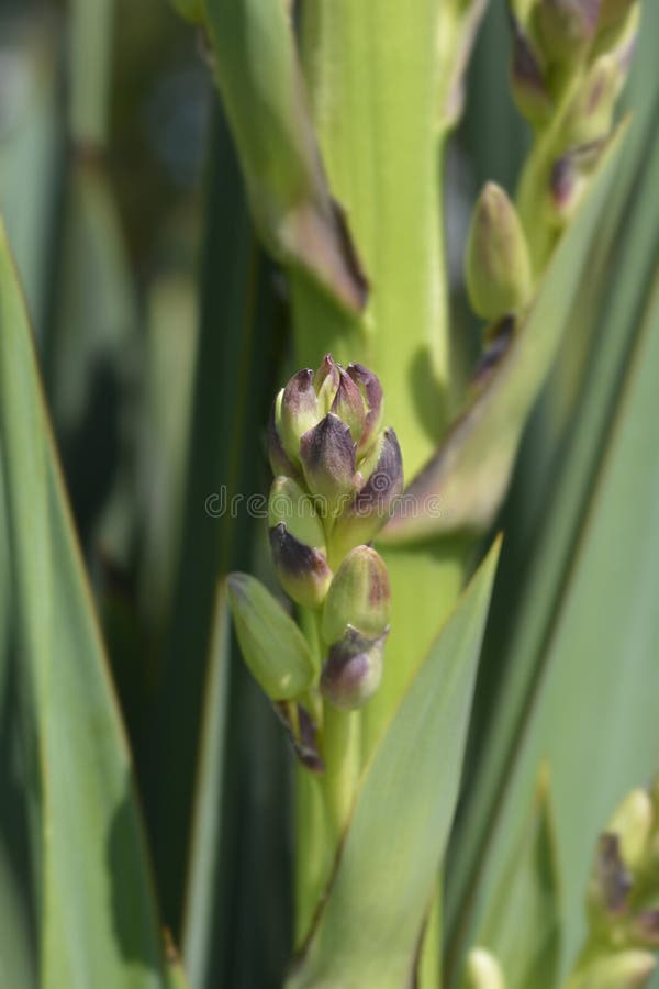 Spanish dagger stock photo. Image of softtipped, name - 352694816