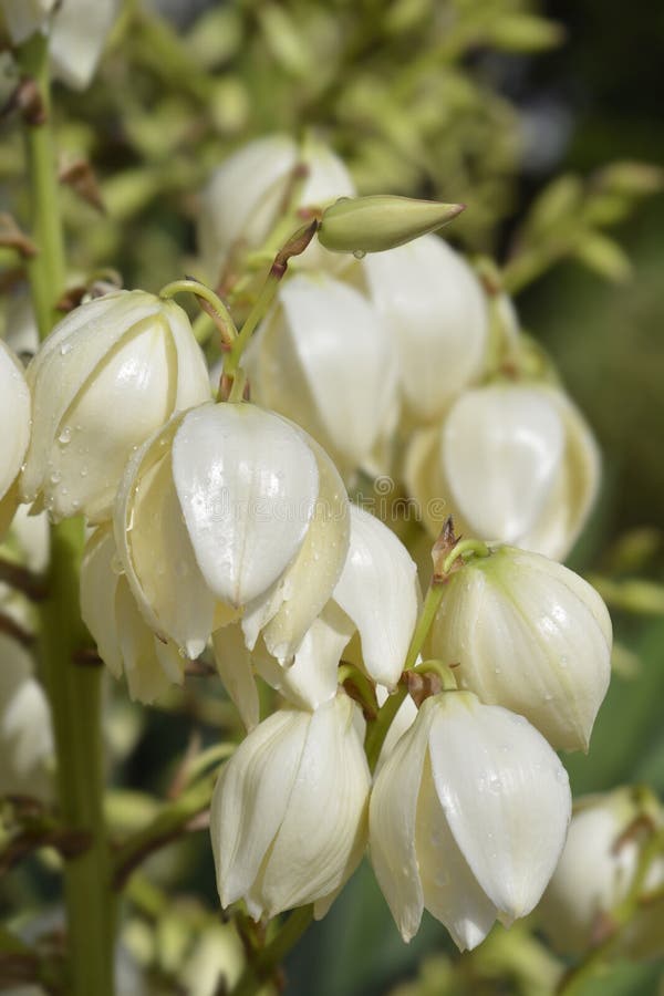 Spanish dagger stock photo. Image of mound, palm, softtipped - 195790640