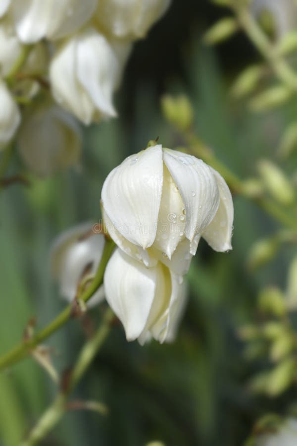 Spanish dagger stock photo. Image of garden, outdoors - 199545042