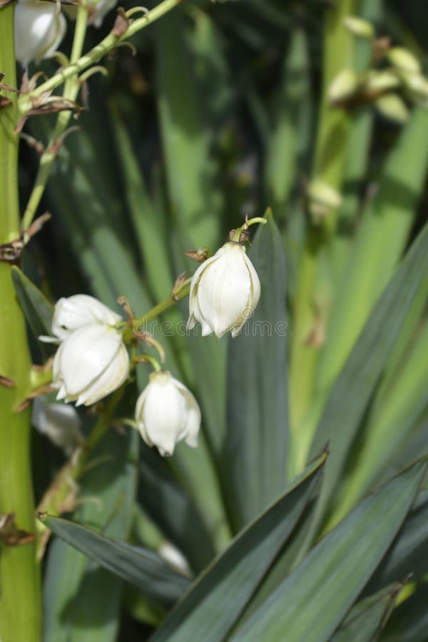 Spanish dagger stock photo. Image of white, lily, candlestick - 205901340