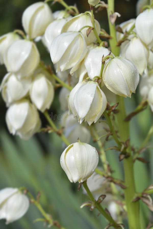 Spanish dagger stock photo. Image of dagger, bayonet - 207646654