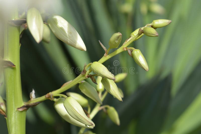 Spanish dagger stock photo. Image of water, needle, gloriosa - 208276466