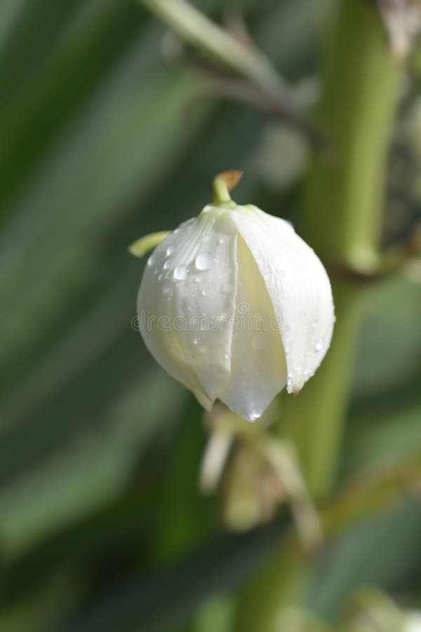 Spanish dagger stock image. Image of gloriosa, close - 208707227