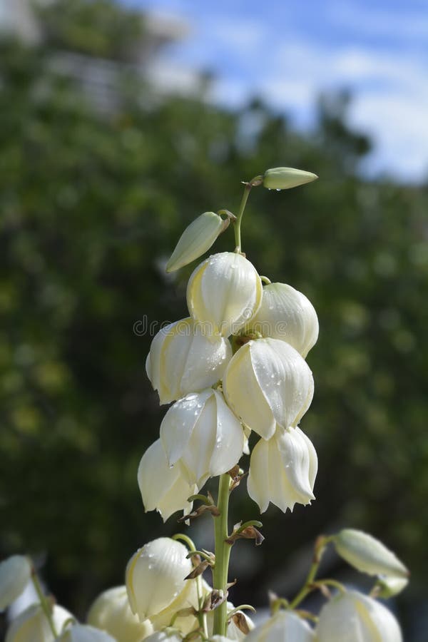 Spanish dagger stock image. Image of needle, gloriosa - 206303379